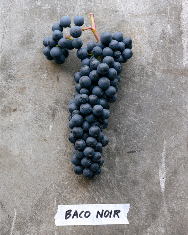 A red hybrid with notes of cracked black pepper, and black currants.