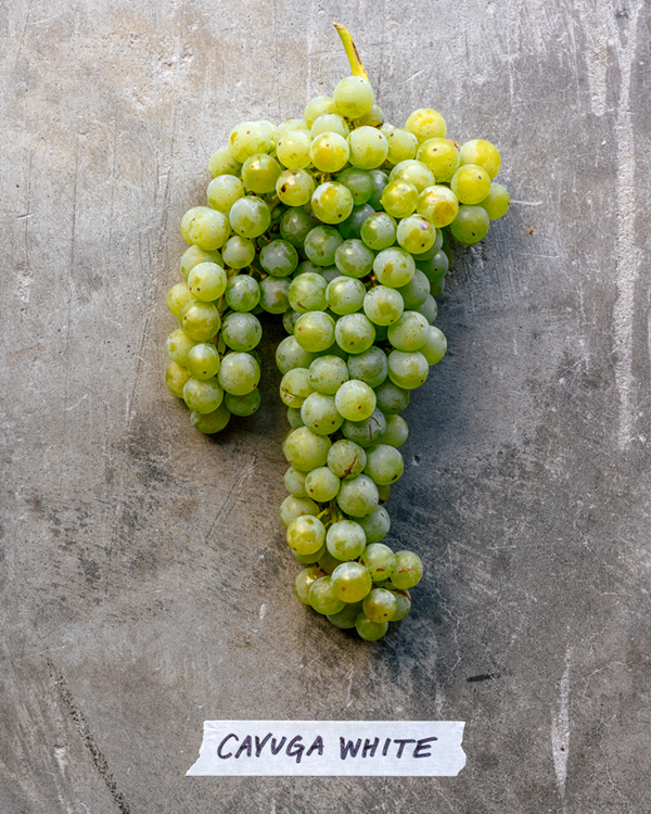 An aromatic white with pleasing yellow pear and honeysuckle flavors.