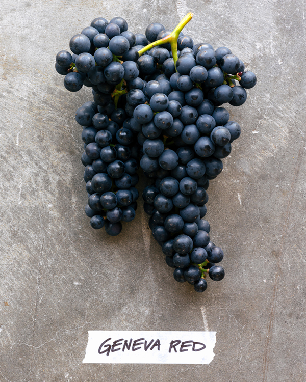 geneva red